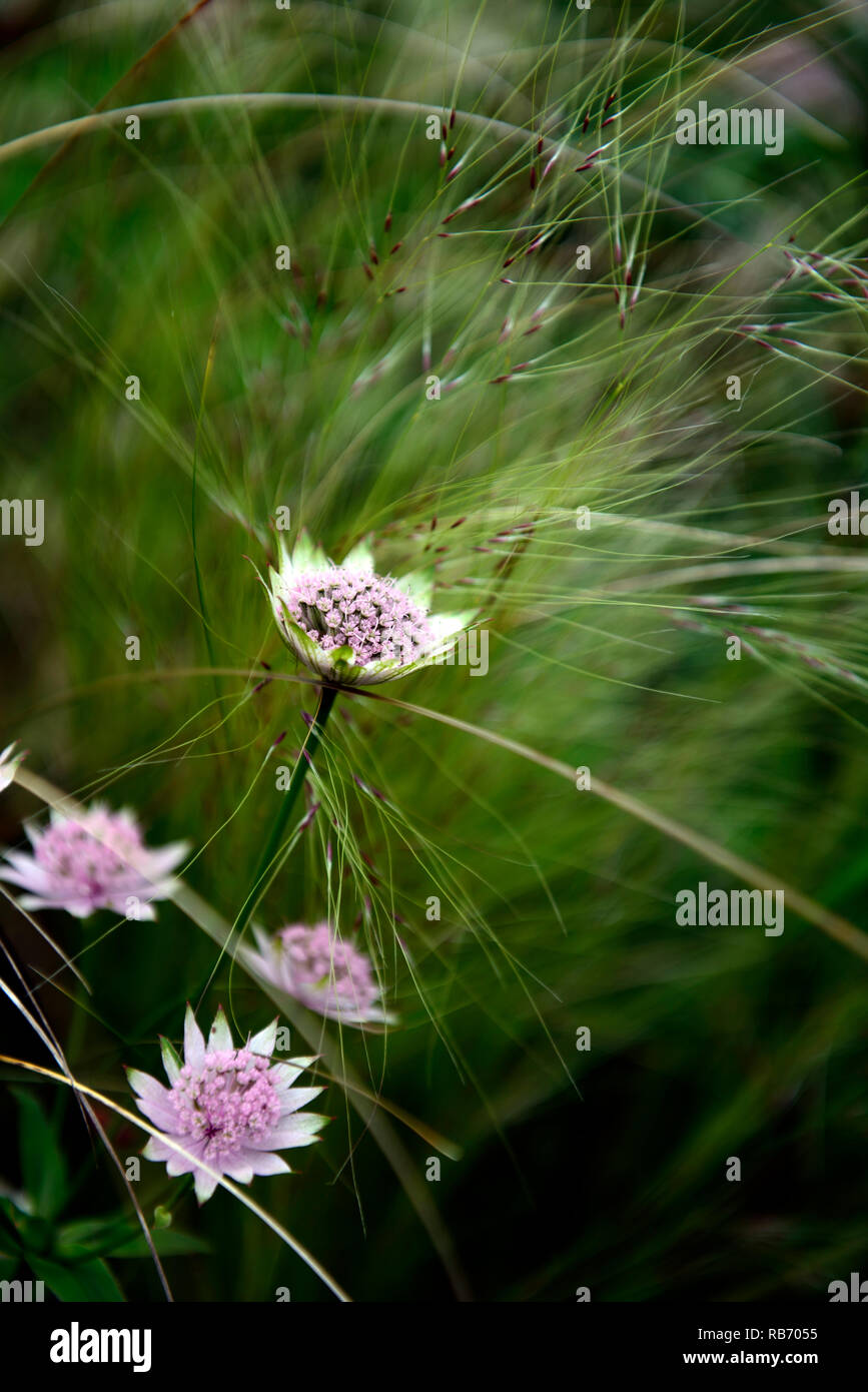 astrantia major bo ann, Stipa elegantissima, pink flower, flowers ...