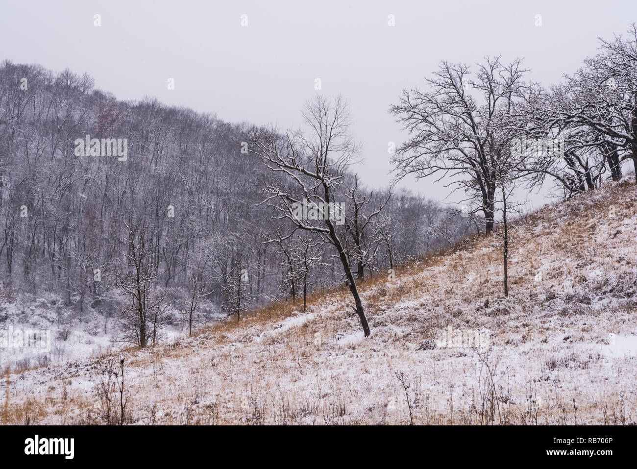 The prairie, trees and hills of the Pleasant Valley Conservancy in ...