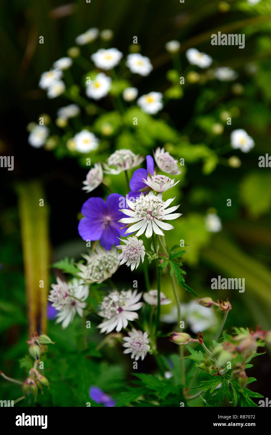 Geranium rozanne hi-res stock photography and images - Alamy