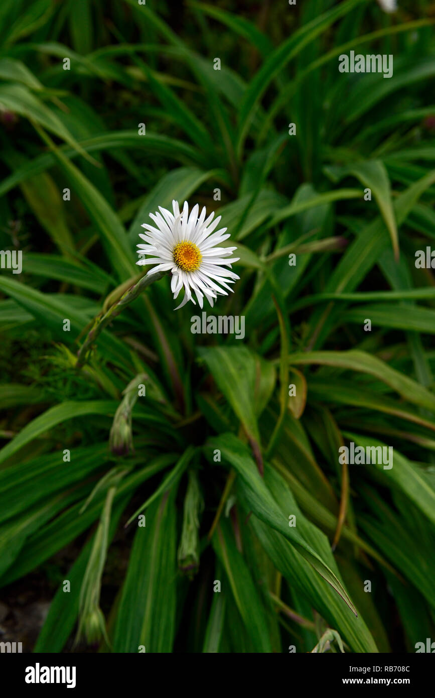 Celmisia mackaui,Akaroa Daisy,white flowers,flower,flowering ,leaves ...