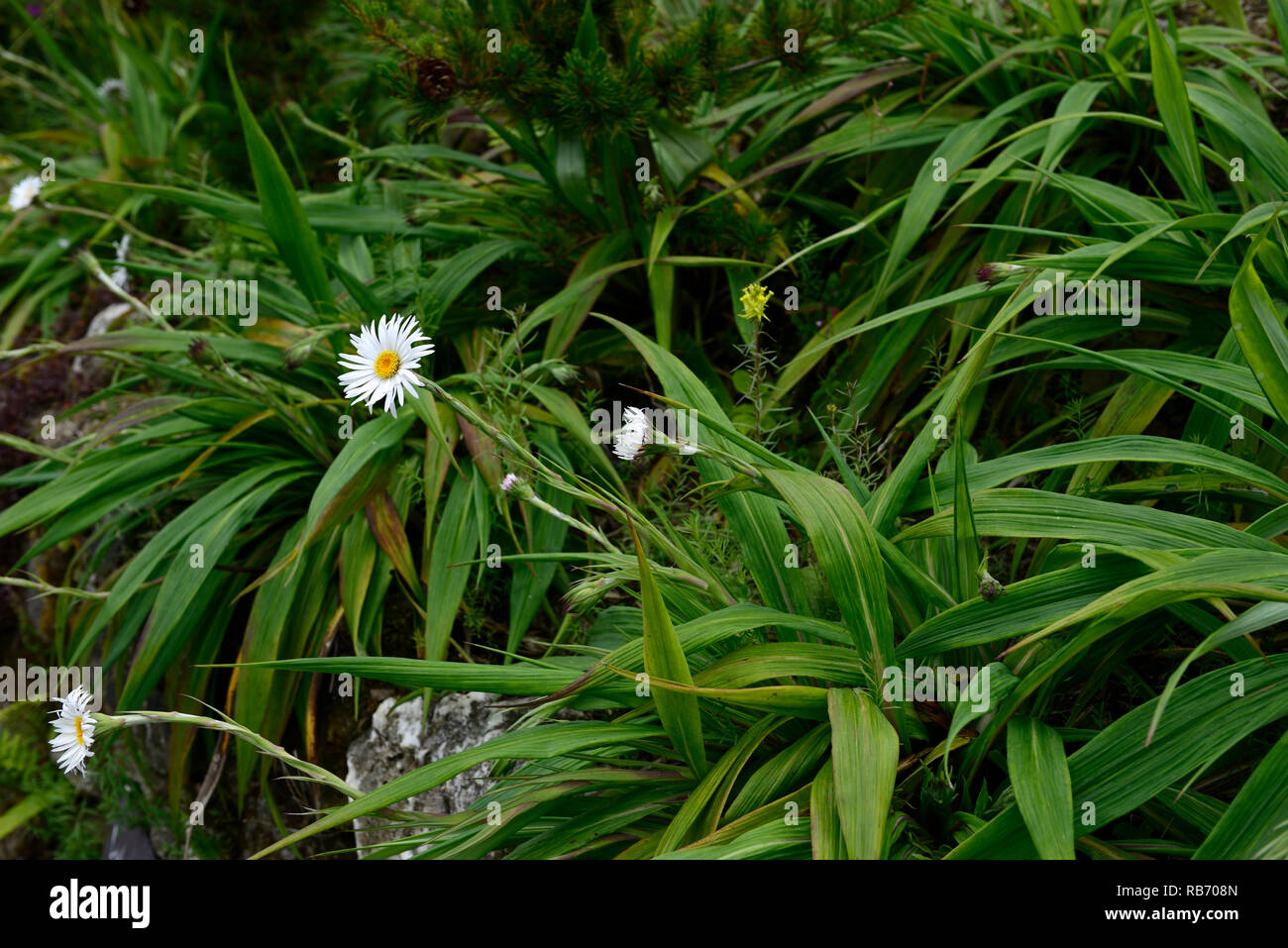 Celmisia mackaui,Akaroa Daisy,white flowers,flower,flowering ,leaves ...