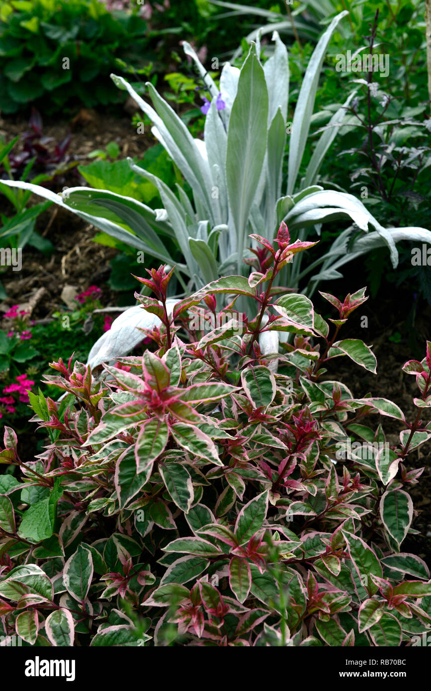 stachys bello grigio,fuchsia sunray,lamb's ear,silver foliage,silver ...