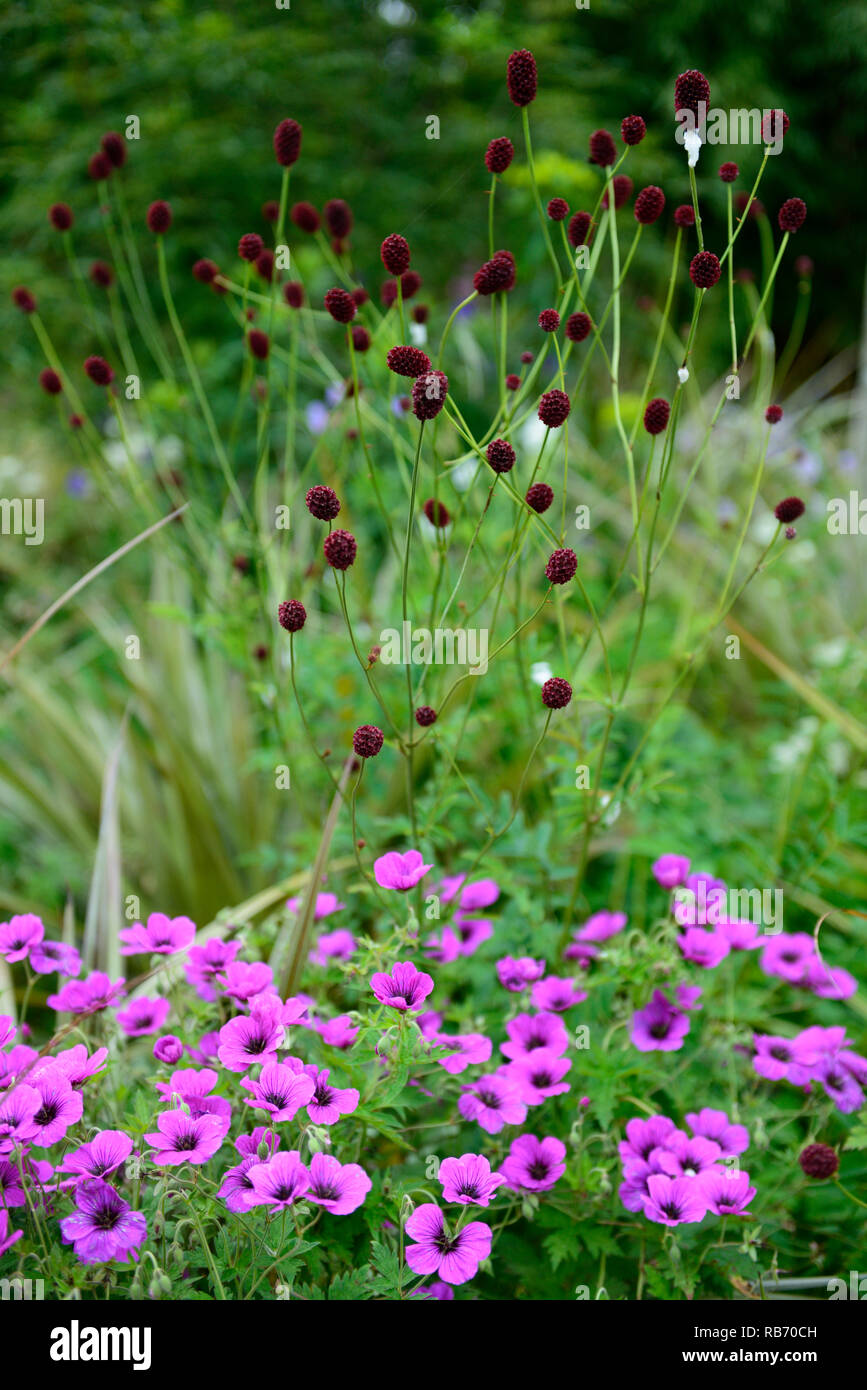 Geranium Anne Thomson,Sanguisorba officinalis Red Thunder,magenta,pink ...