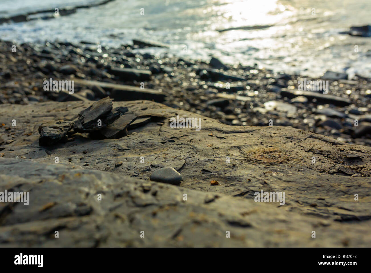 Cephalopod fossil hi-res stock photography and images - Alamy