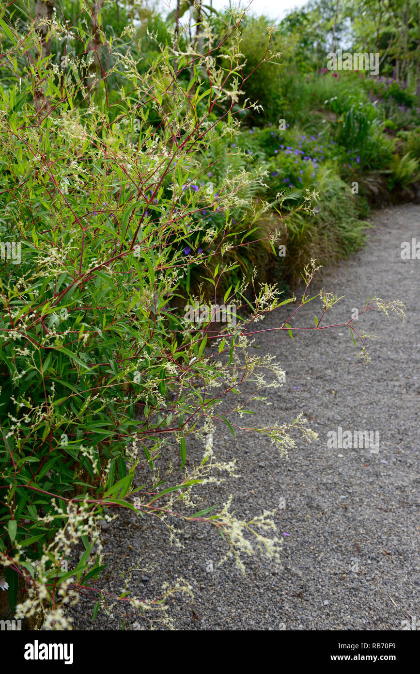 Persicaria campanulata,Lesser Knotweed,red stem,red stemmed,white ...