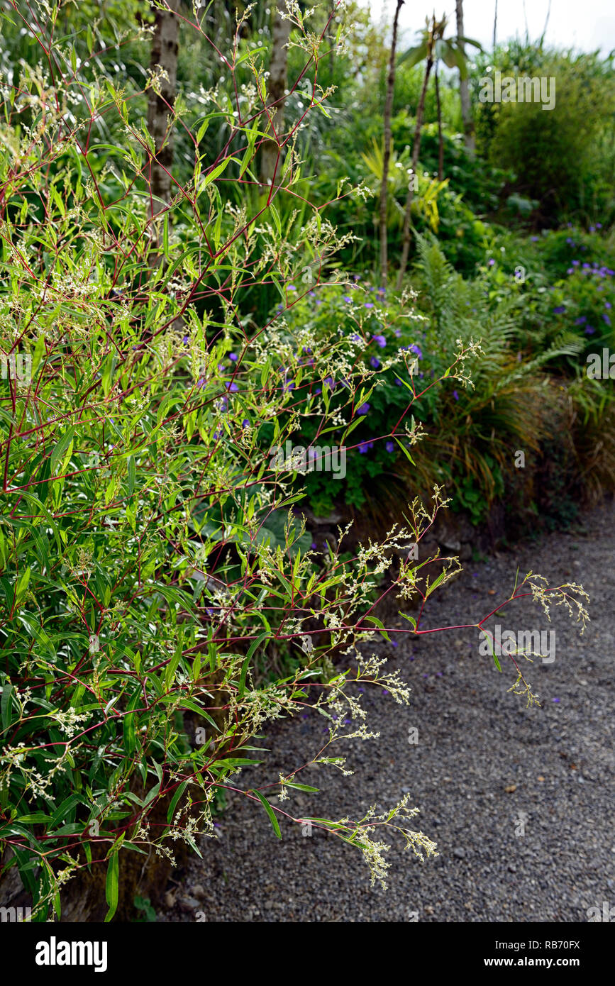 Persicaria campanulata,Lesser Knotweed,red stem,red stemmed,white ...