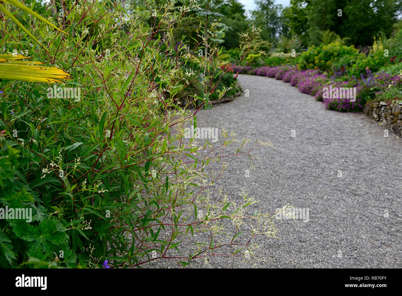 Persicaria campanulata,Lesser Knotweed,red stem,red stemmed,white ...