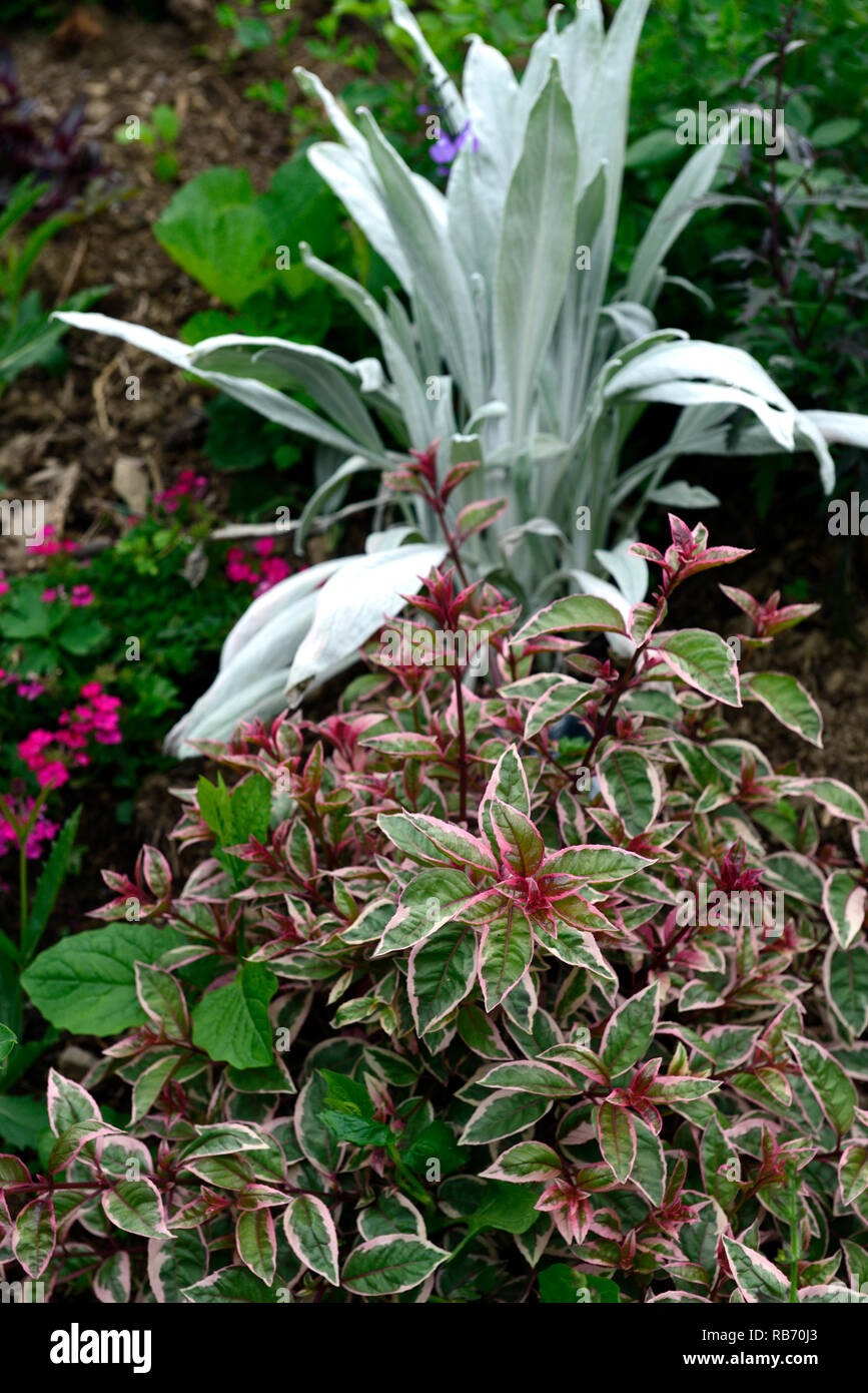 Fuchsia sunray hi-res stock photography and images - Alamy