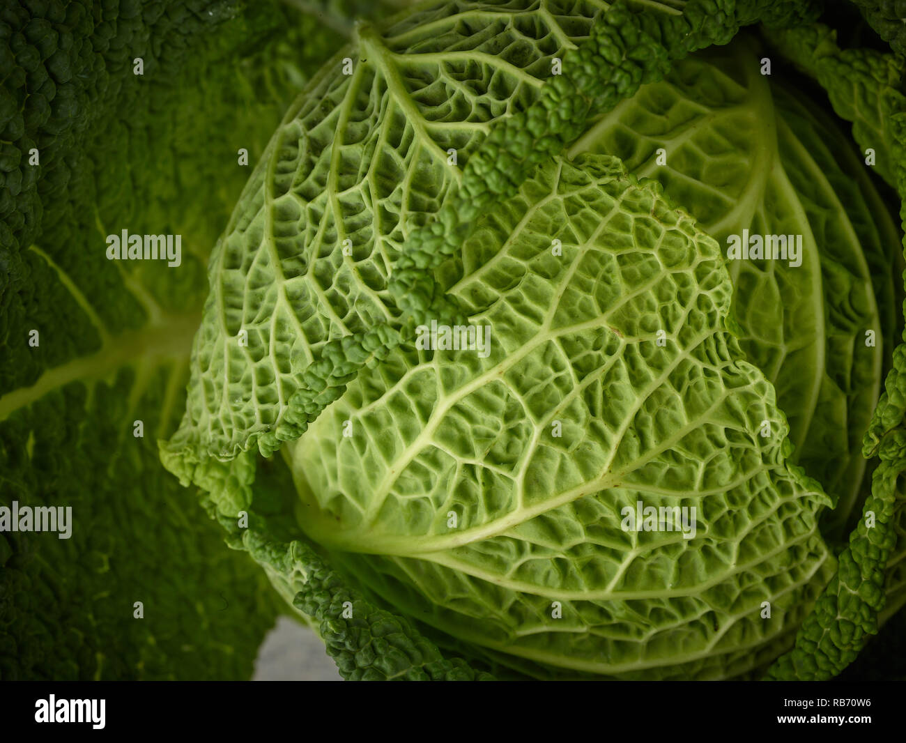 Savoy cabbage close-up vegetable food photograph showing structure and ...