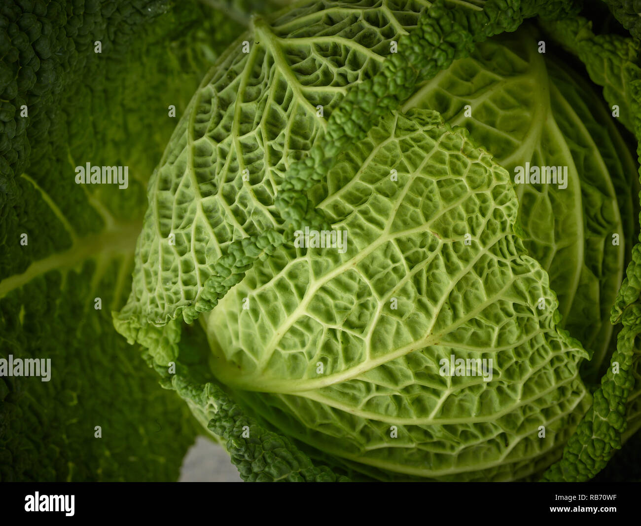 Savoy cabbage close-up vegetable food photograph showing structure and ...