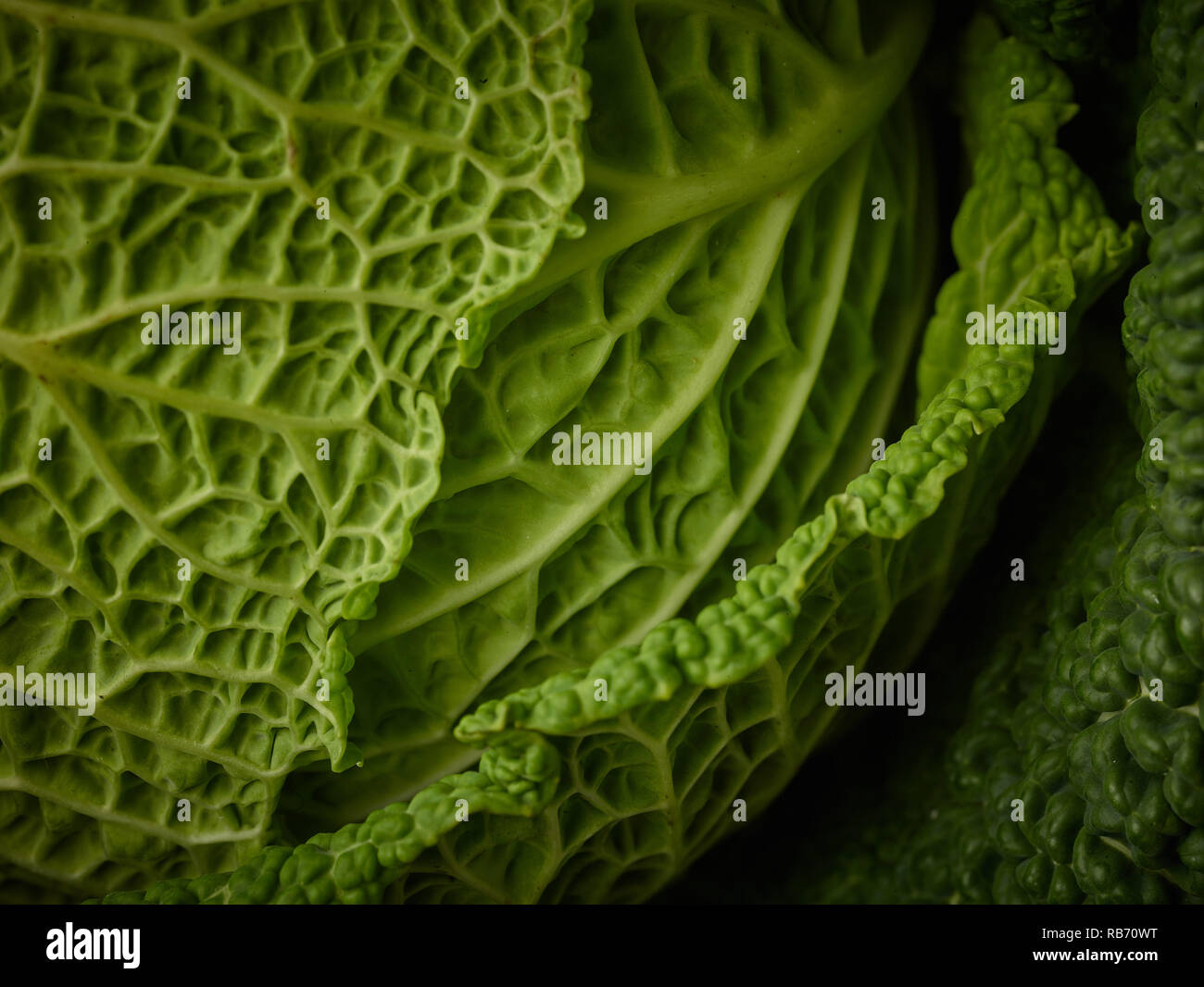 Savoy cabbage close-up vegetable food photograph showing structure and ...