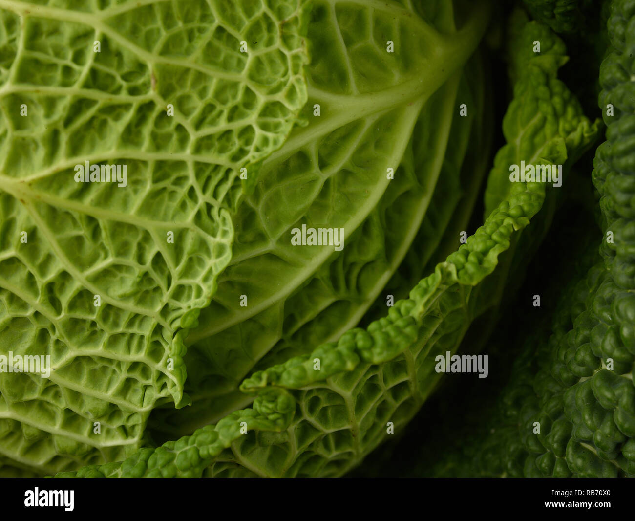 Savoy cabbage close-up vegetable food photograph showing structure and ...