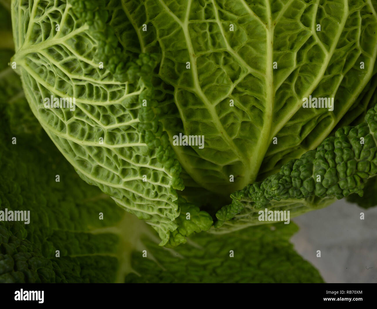 Savoy cabbage close-up vegetable food photograph showing structure and ...