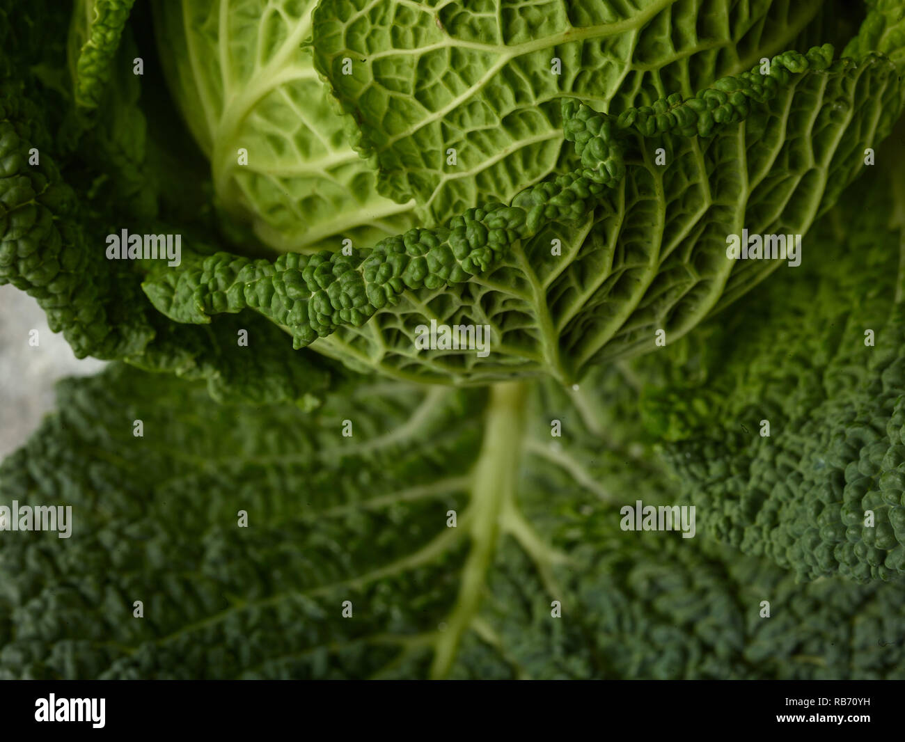 Savoy cabbage close-up vegetable food photograph showing structure and ...