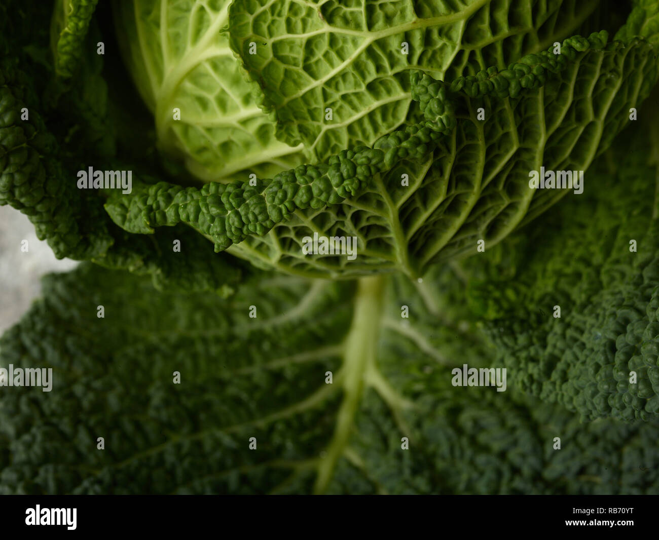 Savoy cabbage close-up vegetable food photograph showing structure and ...
