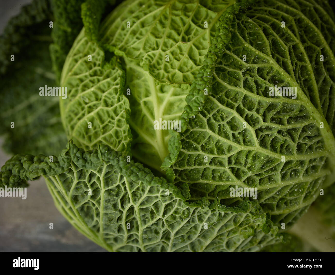 Savoy cabbage close-up vegetable food photograph showing structure and ...