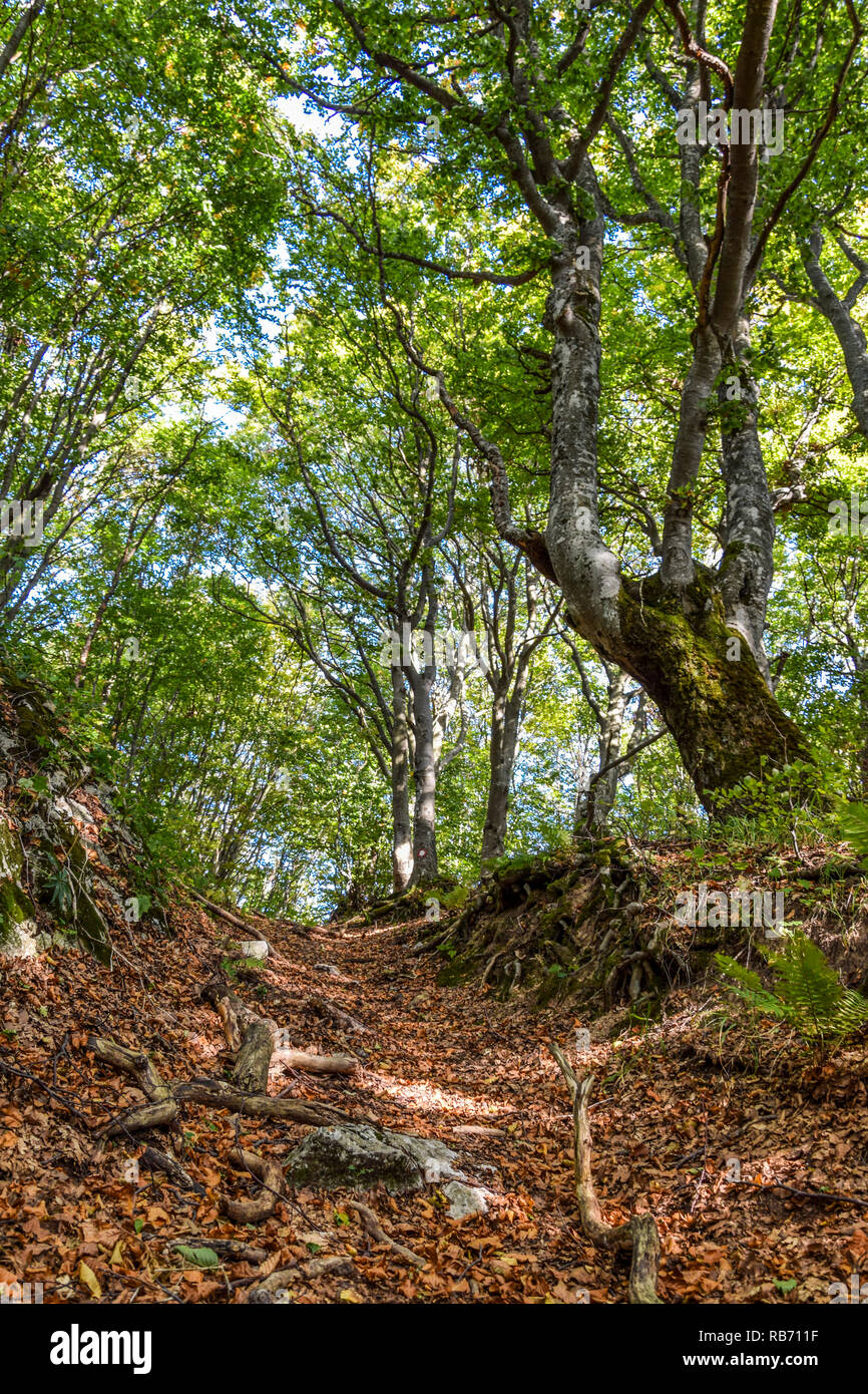 Mountain path outside forest hi-res stock photography and images - Alamy