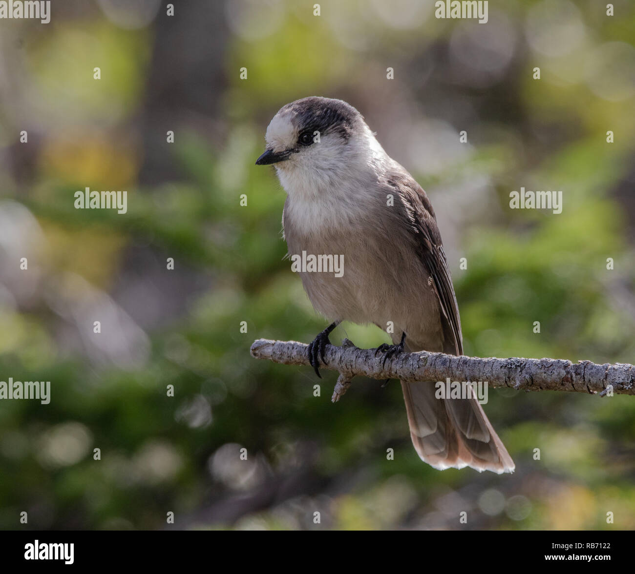 Gray Jay mooching food on Baker's brook trail Stock Photo - Alamy