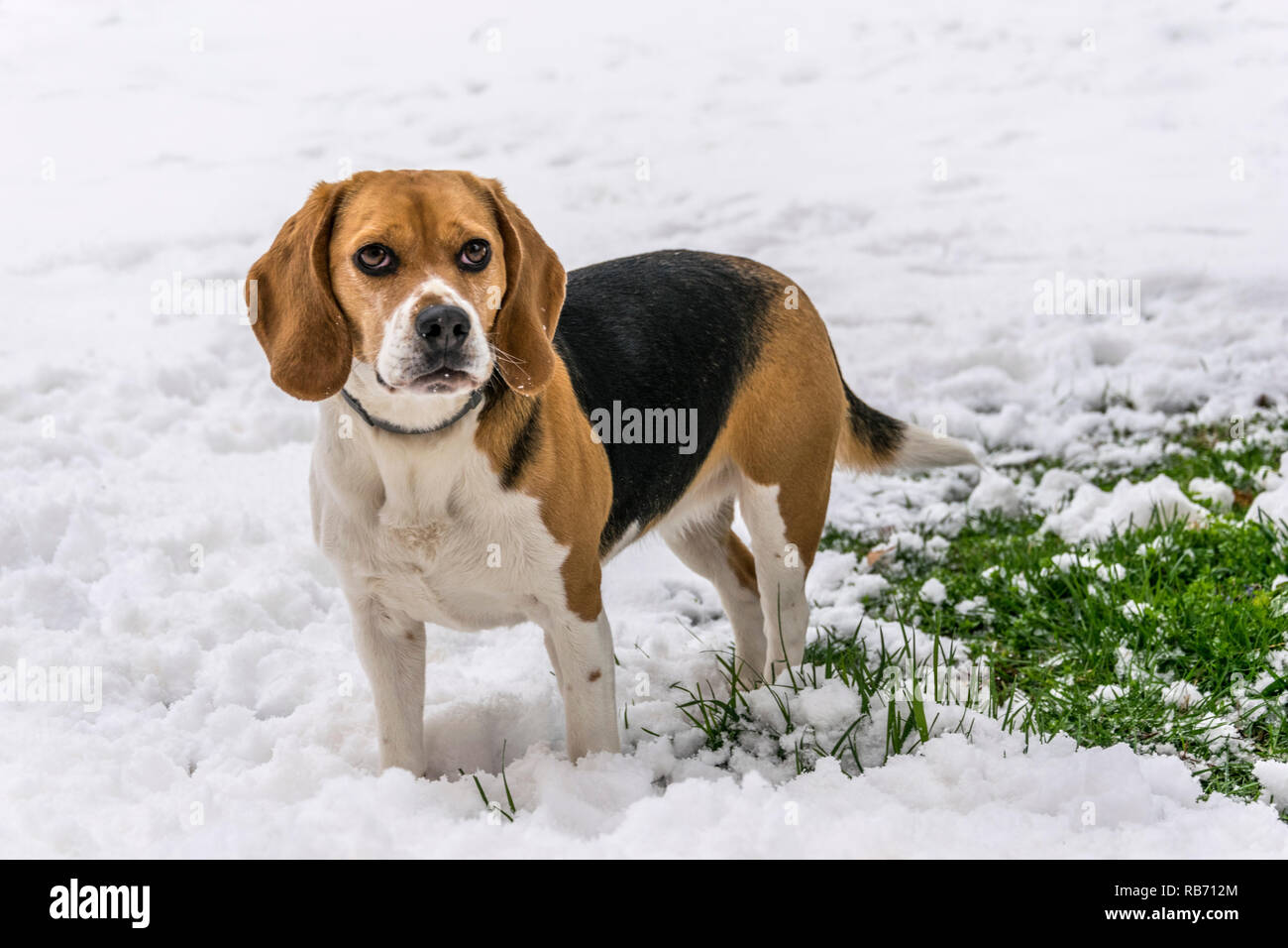 She dog hi-res stock photography and images - Alamy