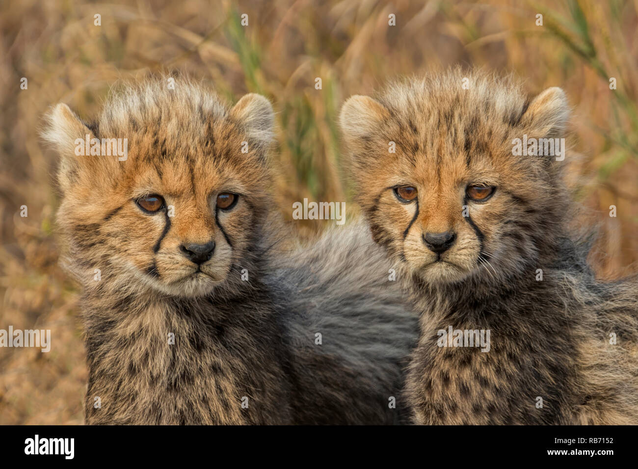 Cute cheetah cubs hi-res stock photography and images - Alamy