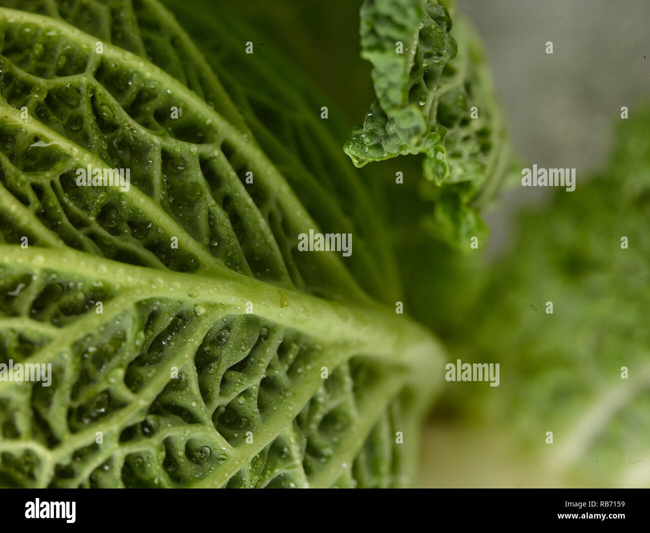 Savoy cabbage close-up vegetable food photograph showing structure and ...
