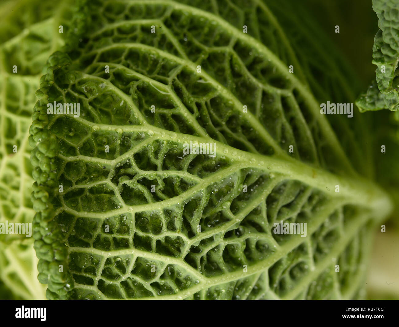 Savoy cabbage close-up vegetable food photograph showing structure and ...