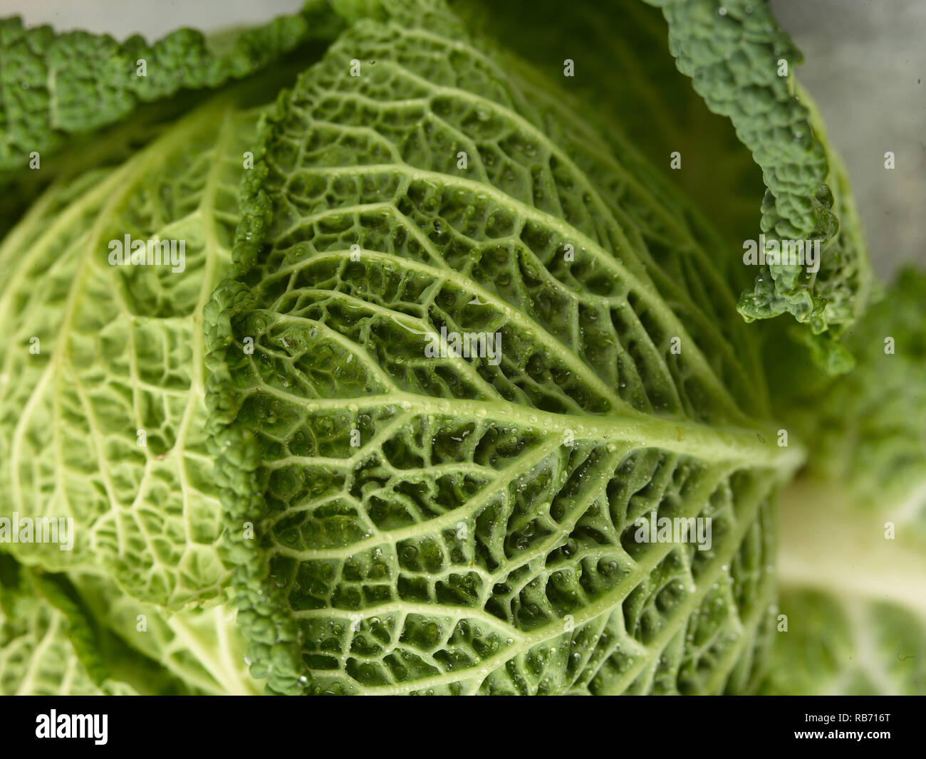 Savoy cabbage close-up vegetable food photograph showing structure and ...