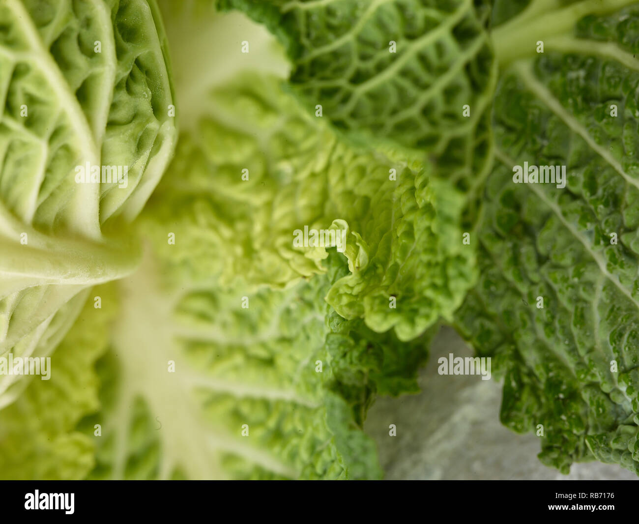 Savoy cabbage close-up vegetable food photograph showing structure and ...