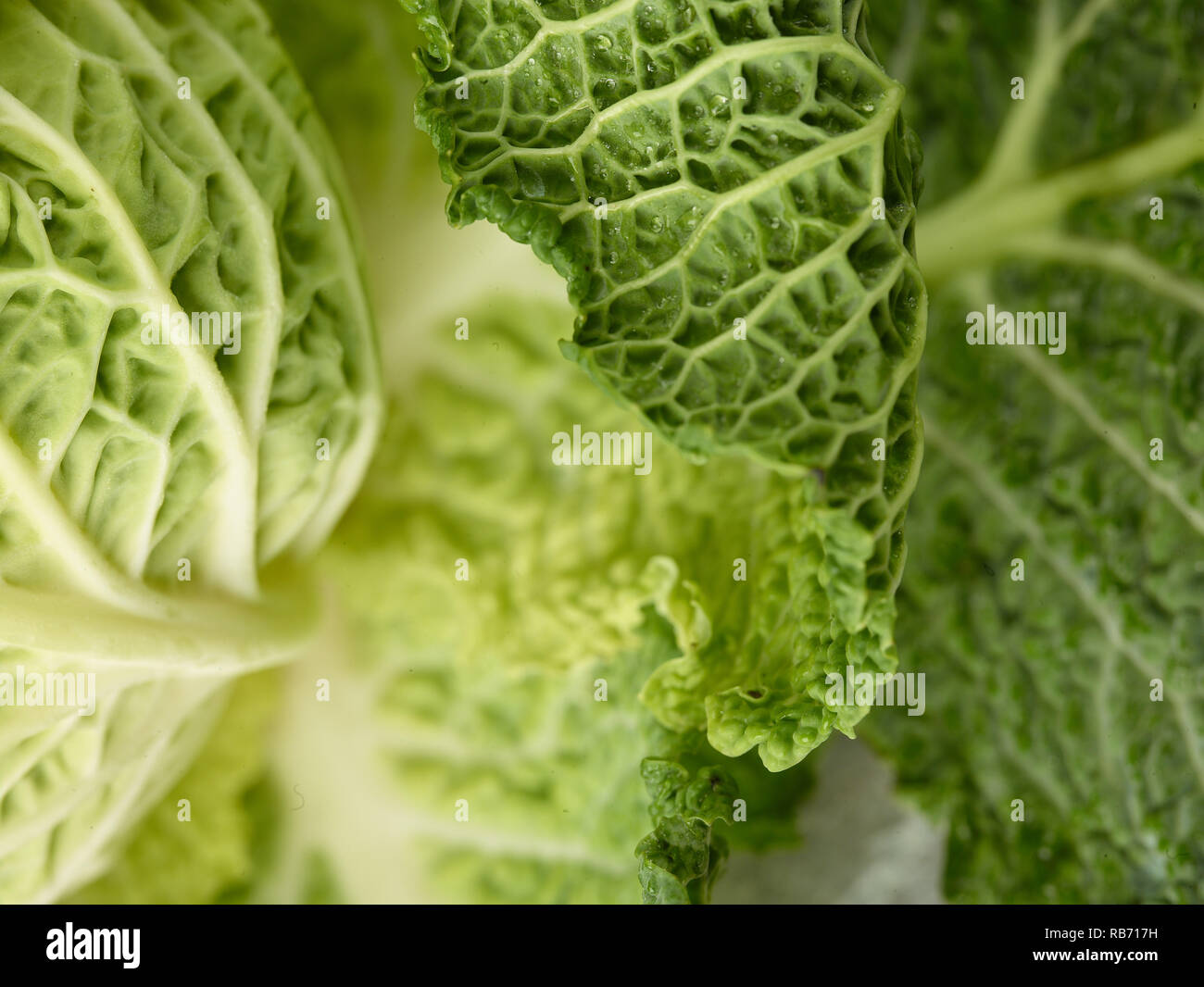 Savoy cabbage close-up vegetable food photograph showing structure and ...