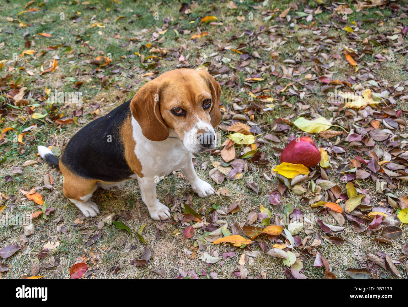 Medium size leaves hi-res stock photography and images - Alamy