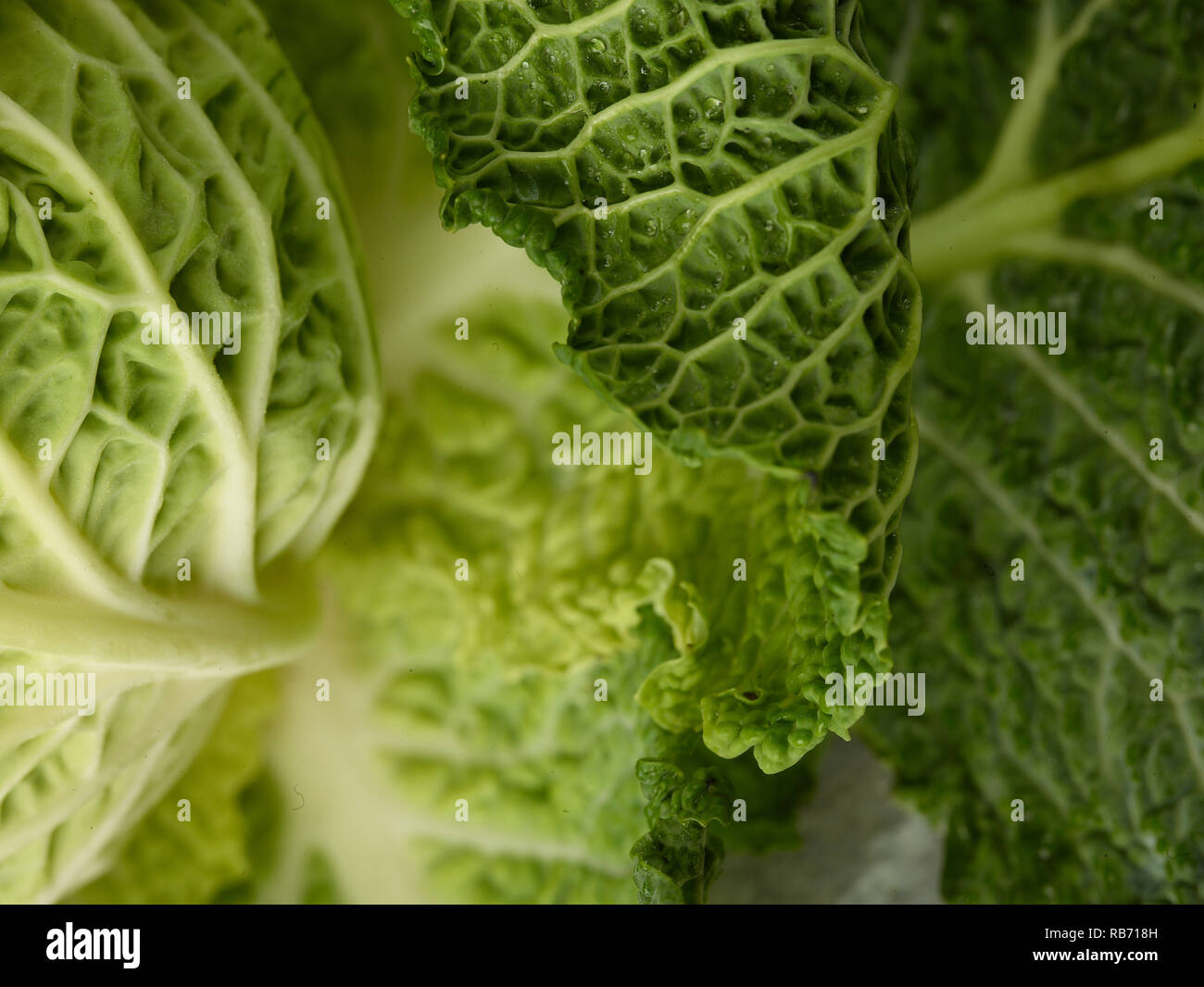 Savoy cabbage vegetable food photograph Stock Photo - Alamy