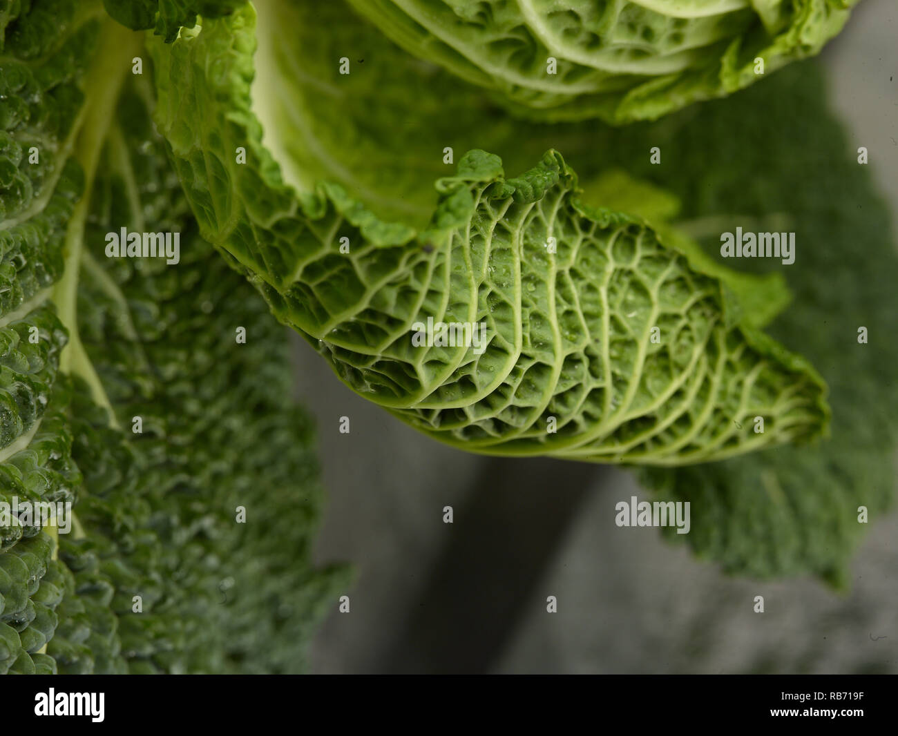 Savoy cabbage vegetable food photograph Stock Photo - Alamy