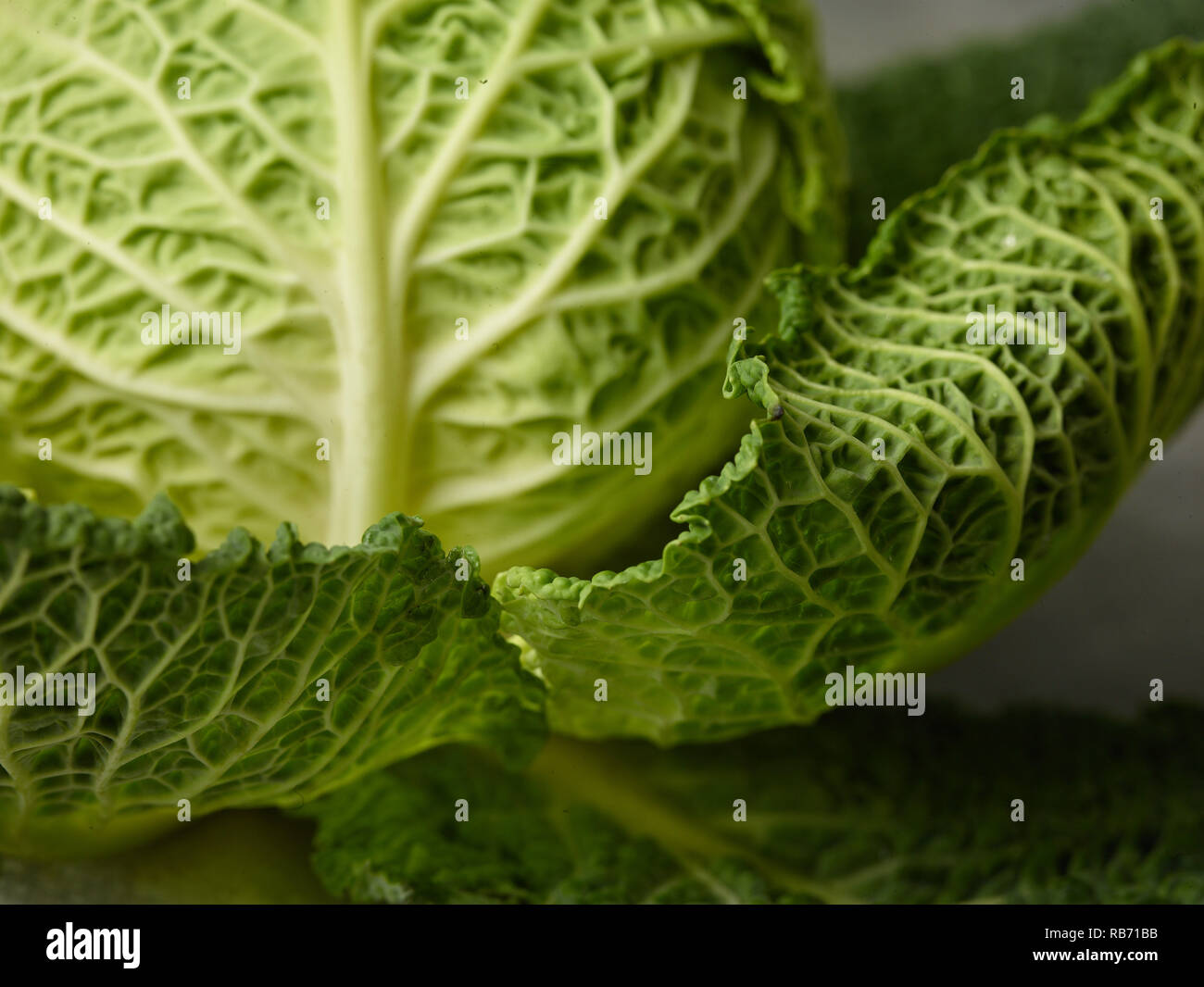 Savoy cabbage vegetable food photograph Stock Photo - Alamy