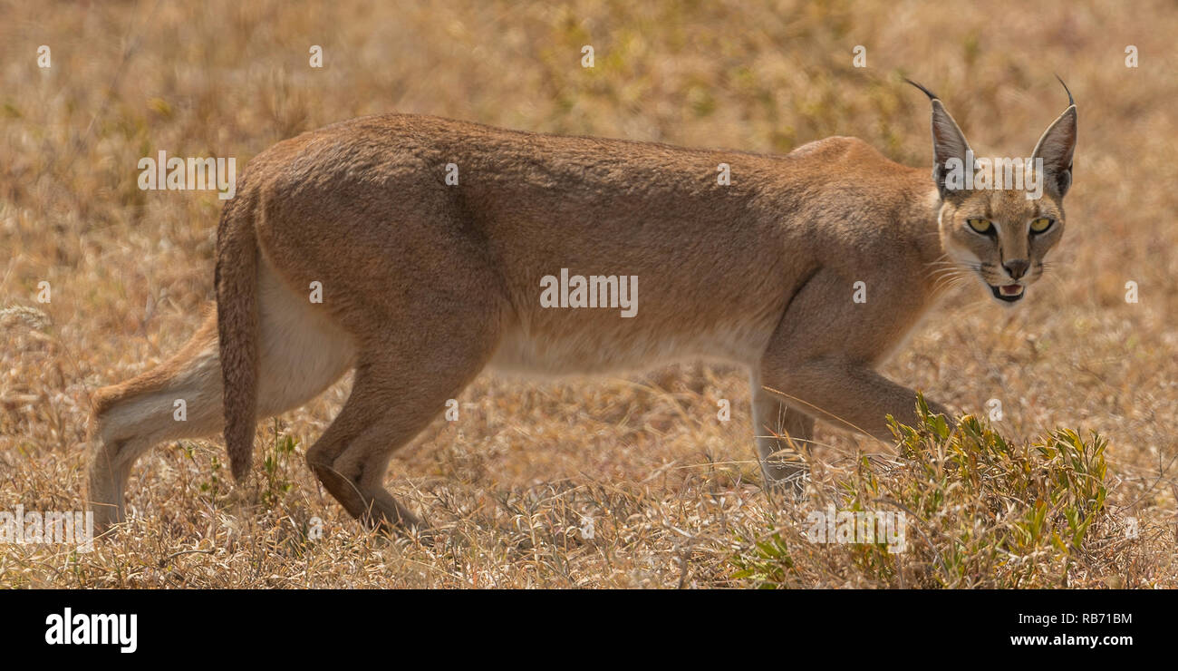 Africa caracal hi-res stock photography and images - Alamy