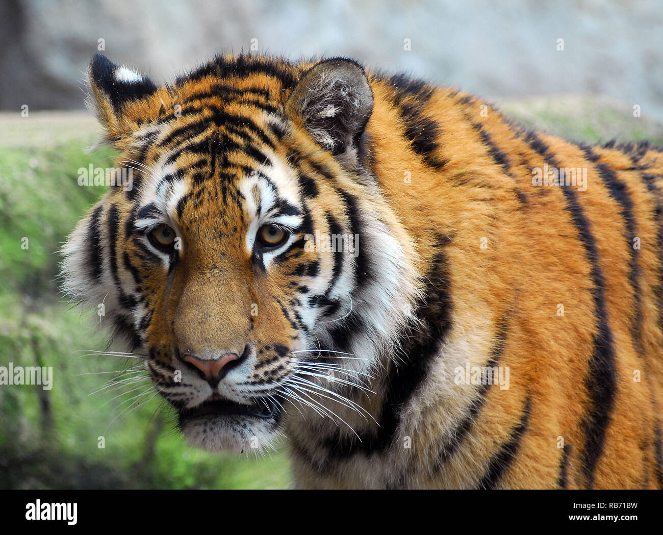 Siberian tiger, Sibirischer Tiger, Amurtiger oder Ussuritiger, Tigre de ...