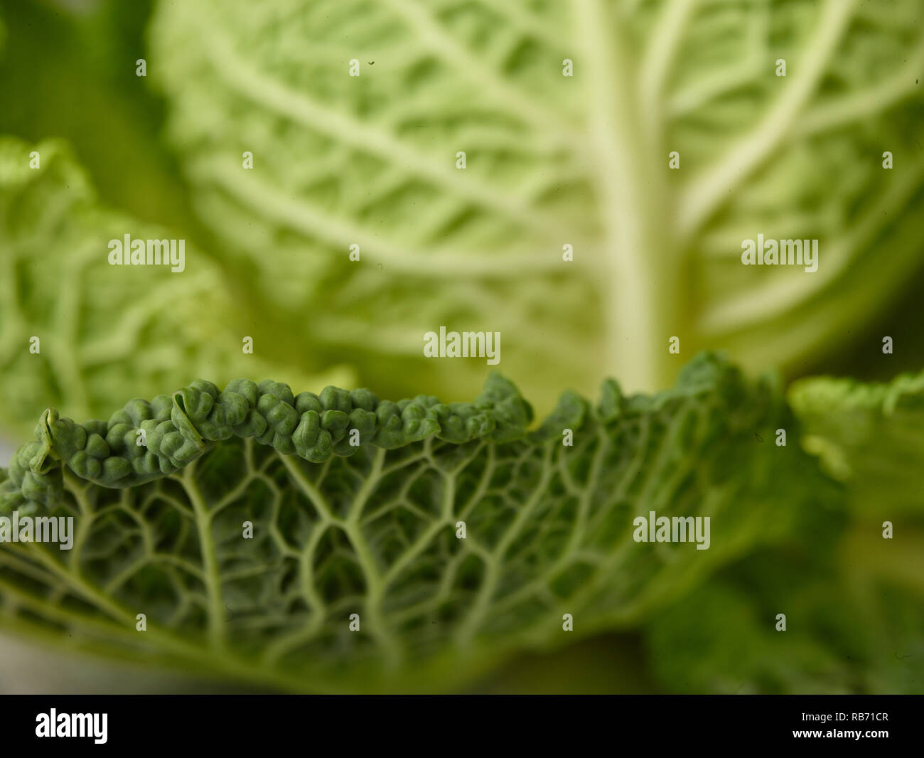 Savoy cabbage vegetable food photograph Stock Photo - Alamy