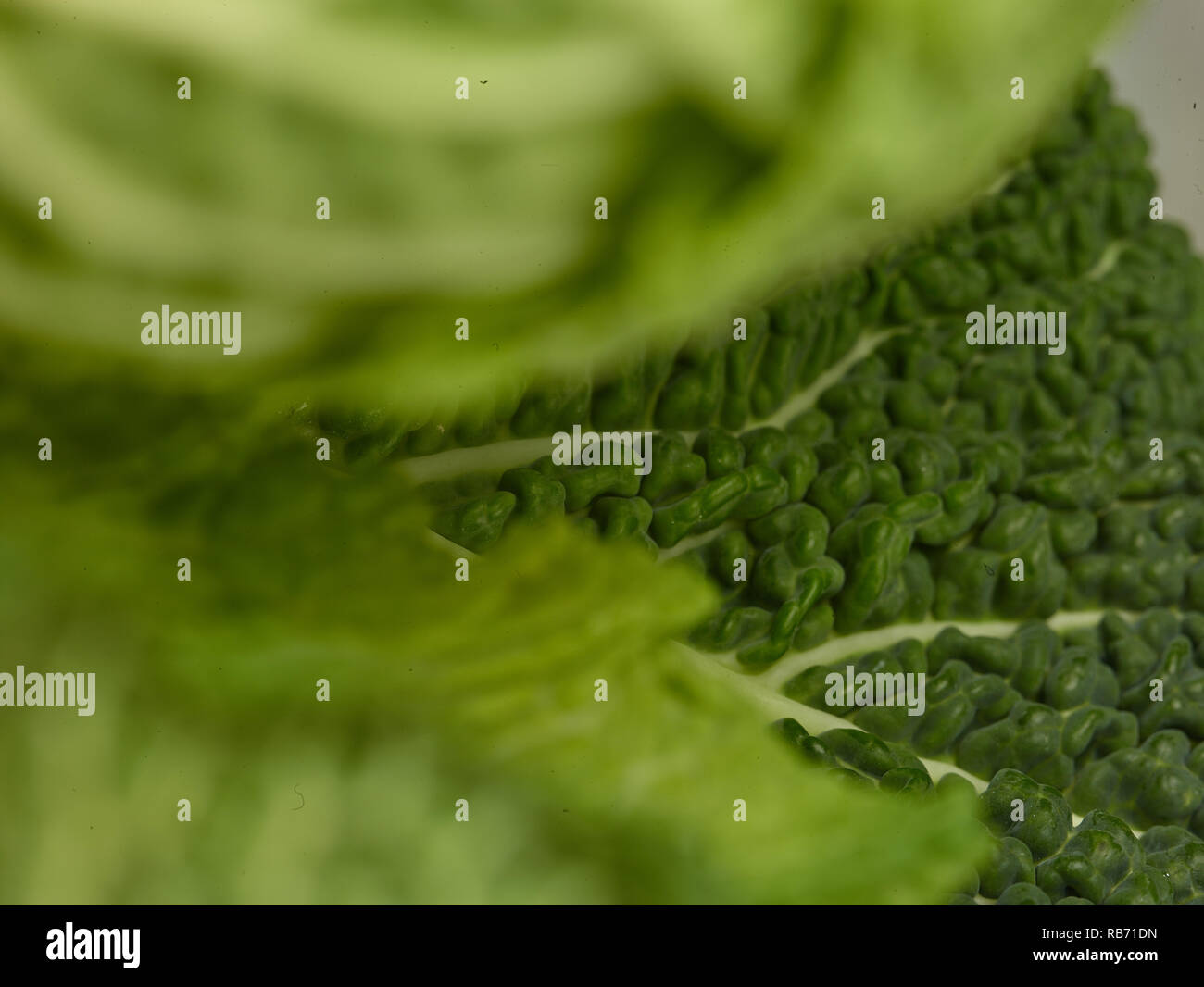 Savoy cabbage vegetable food photograph Stock Photo - Alamy