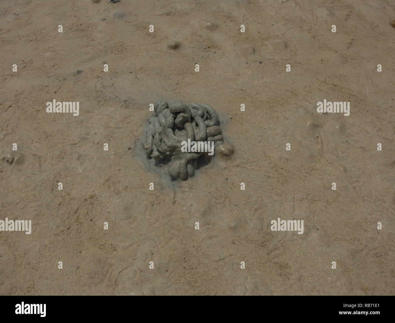 Large swirling worm trail left in the middle of the shot on a sandy ...