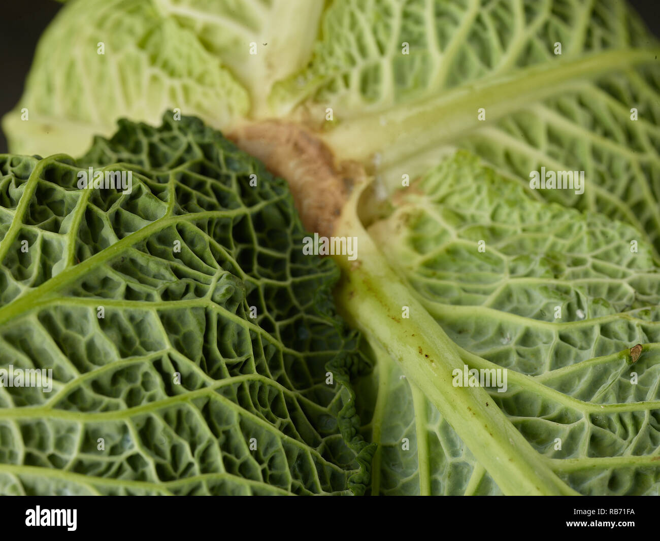 Savoy cabbage vegetable food photograph Stock Photo - Alamy