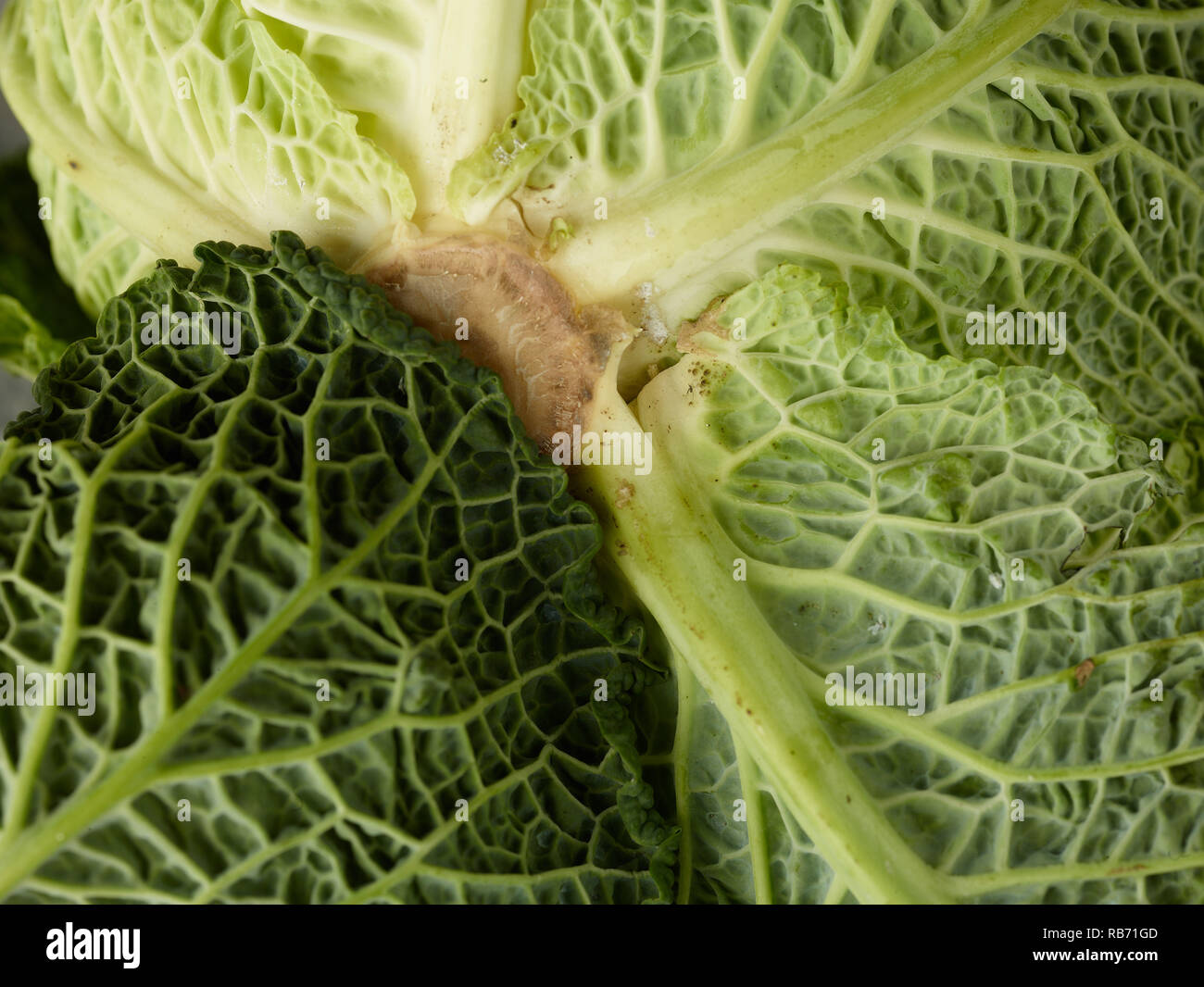 Savoy cabbage close-up vegetable food photograph showing structure and ...