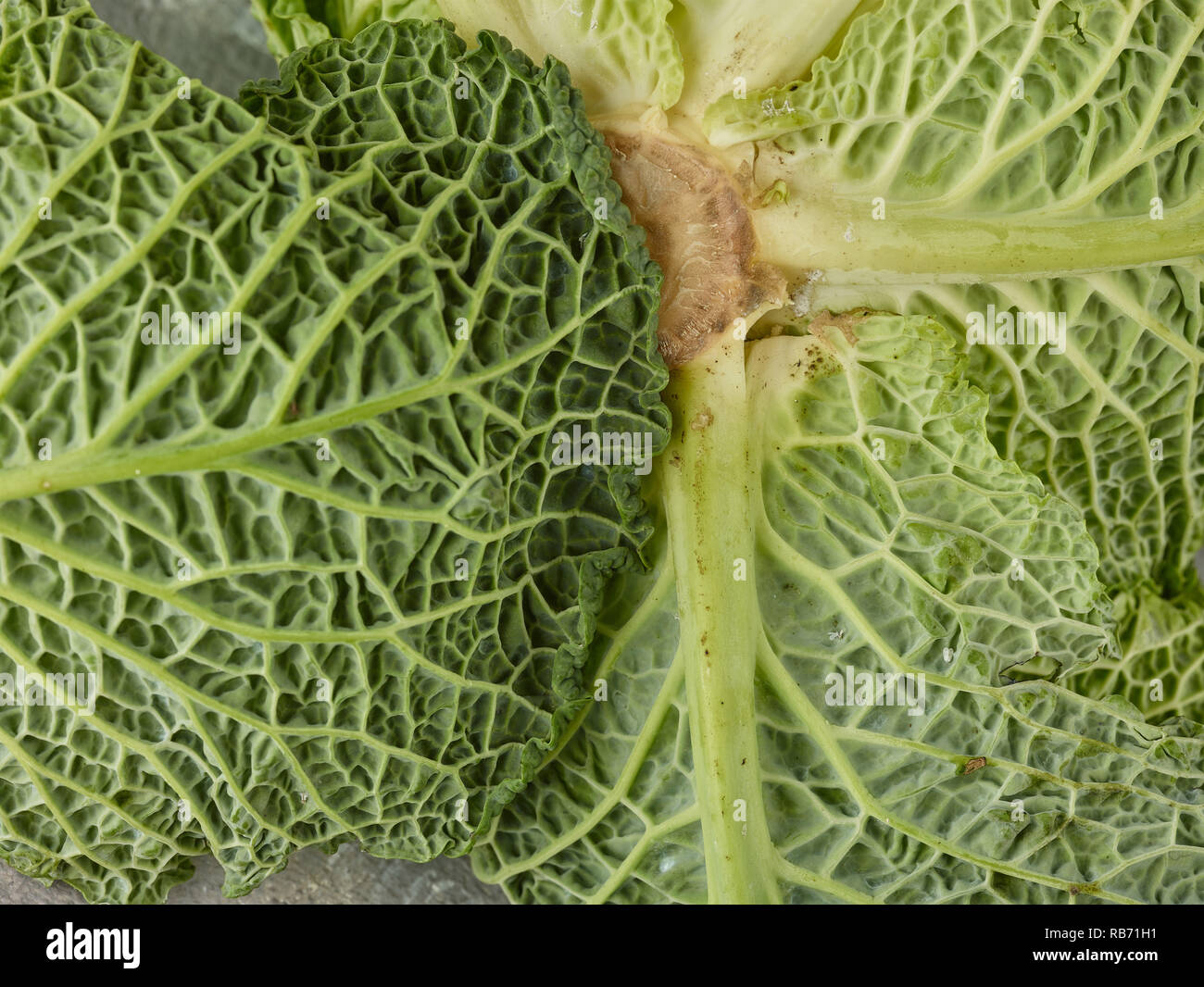 Savoy cabbage close-up vegetable food photograph showing structure and ...