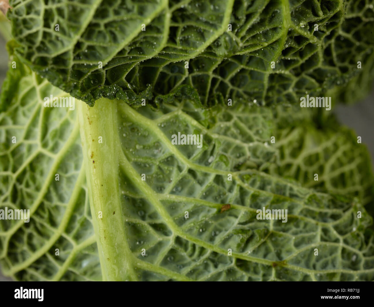 Savoy cabbage close-up vegetable food photograph showing structure and ...