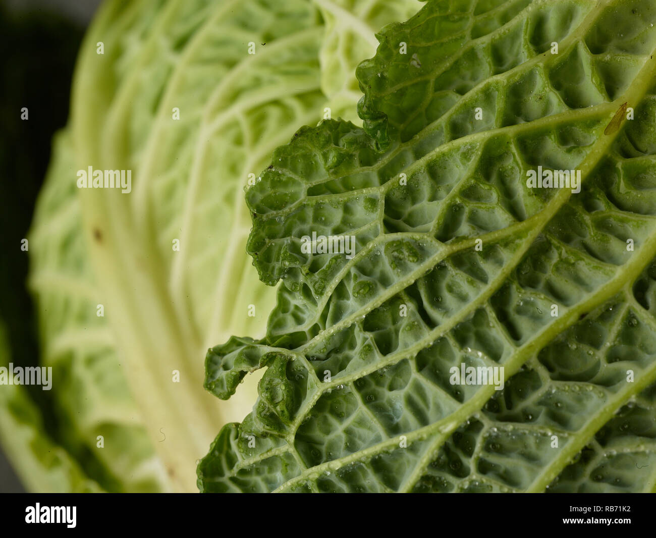 Savoy cabbage close-up vegetable food photograph showing structure and ...