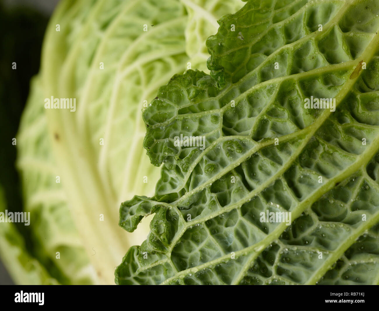 Savoy cabbage close-up vegetable food photograph showing structure and ...
