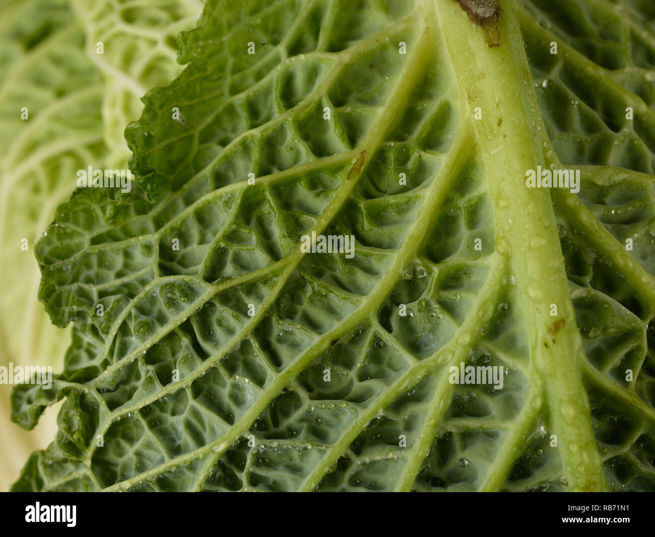 Savoy cabbage close-up vegetable food photograph showing structure and ...