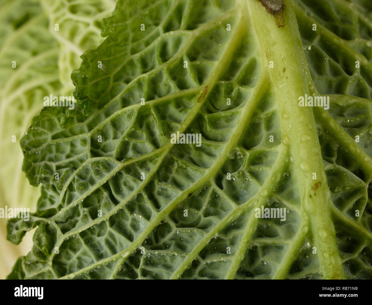 Savoy cabbage close-up vegetable food photograph showing structure and ...