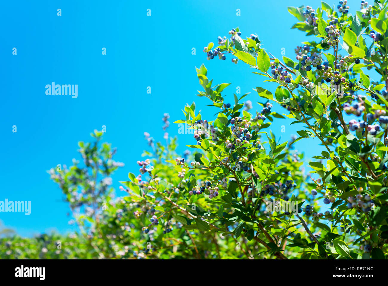 A photo of blueberry plants against the sky background Stock Photo - Alamy