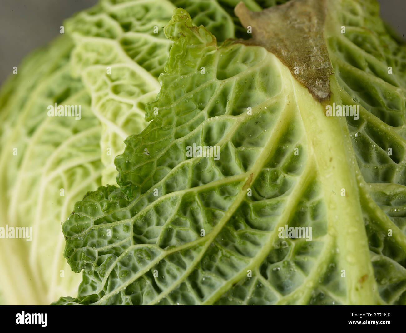 Savoy cabbage close-up vegetable food photograph showing structure and ...