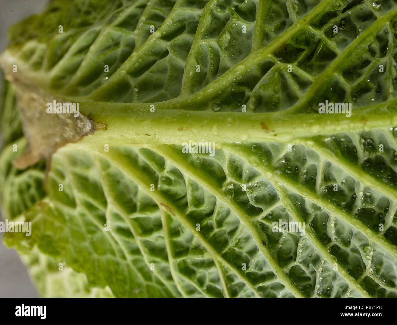Savoy cabbage close-up vegetable food photograph showing structure and ...