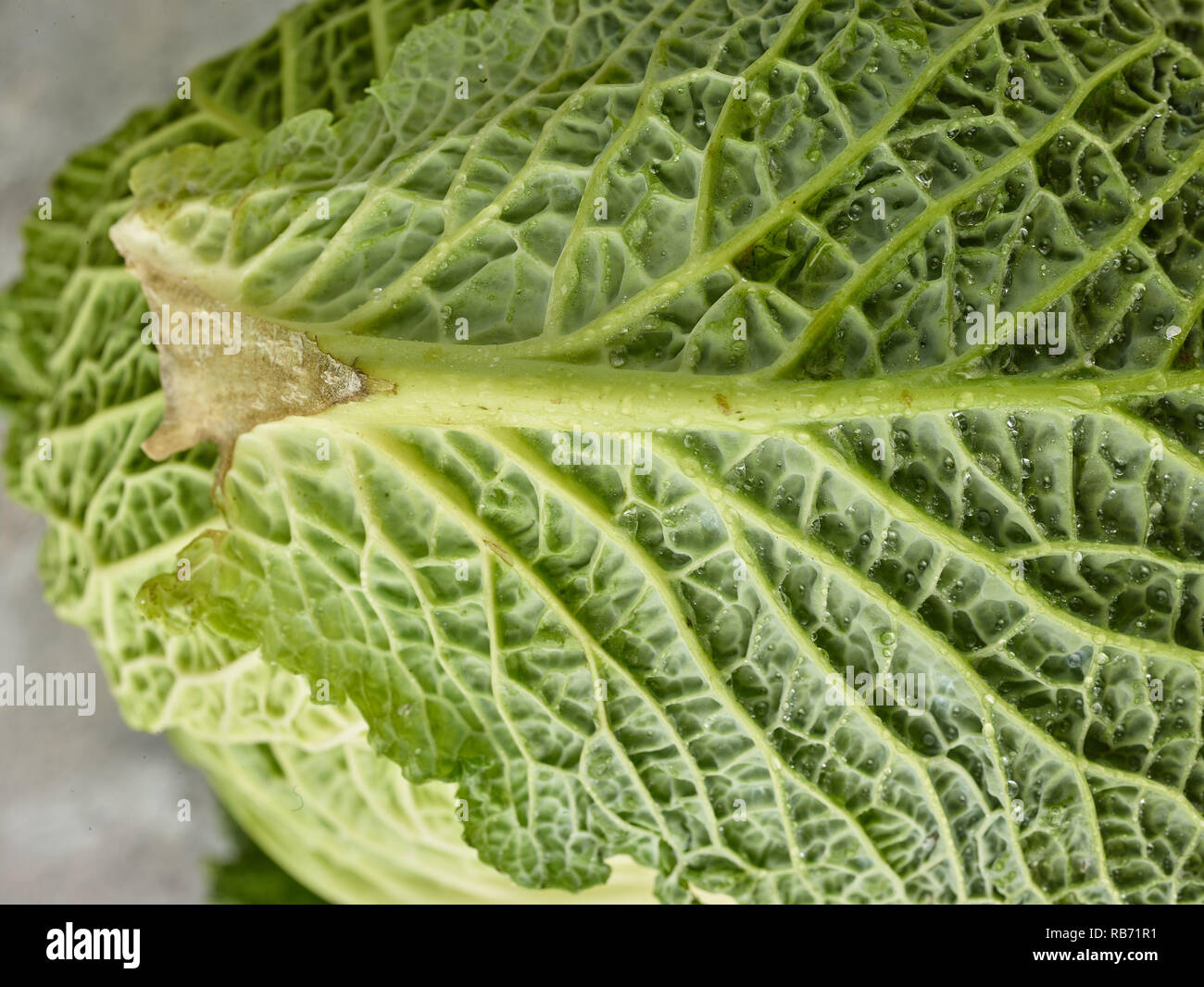 Savoy cabbage close-up vegetable food photograph showing structure and ...